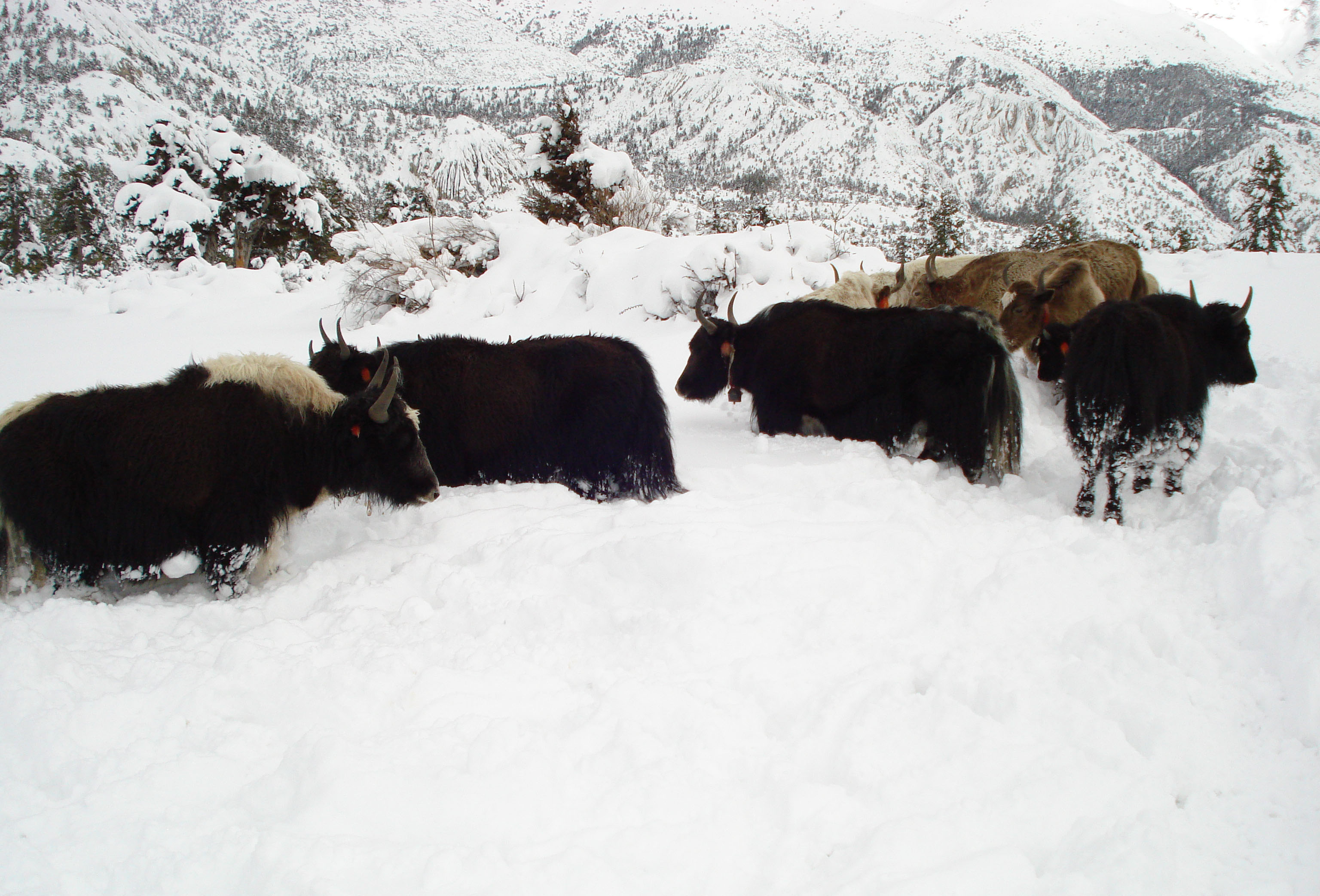 Is the Winter season suitable for trekking in Nepal | Visit Himalaya Treks